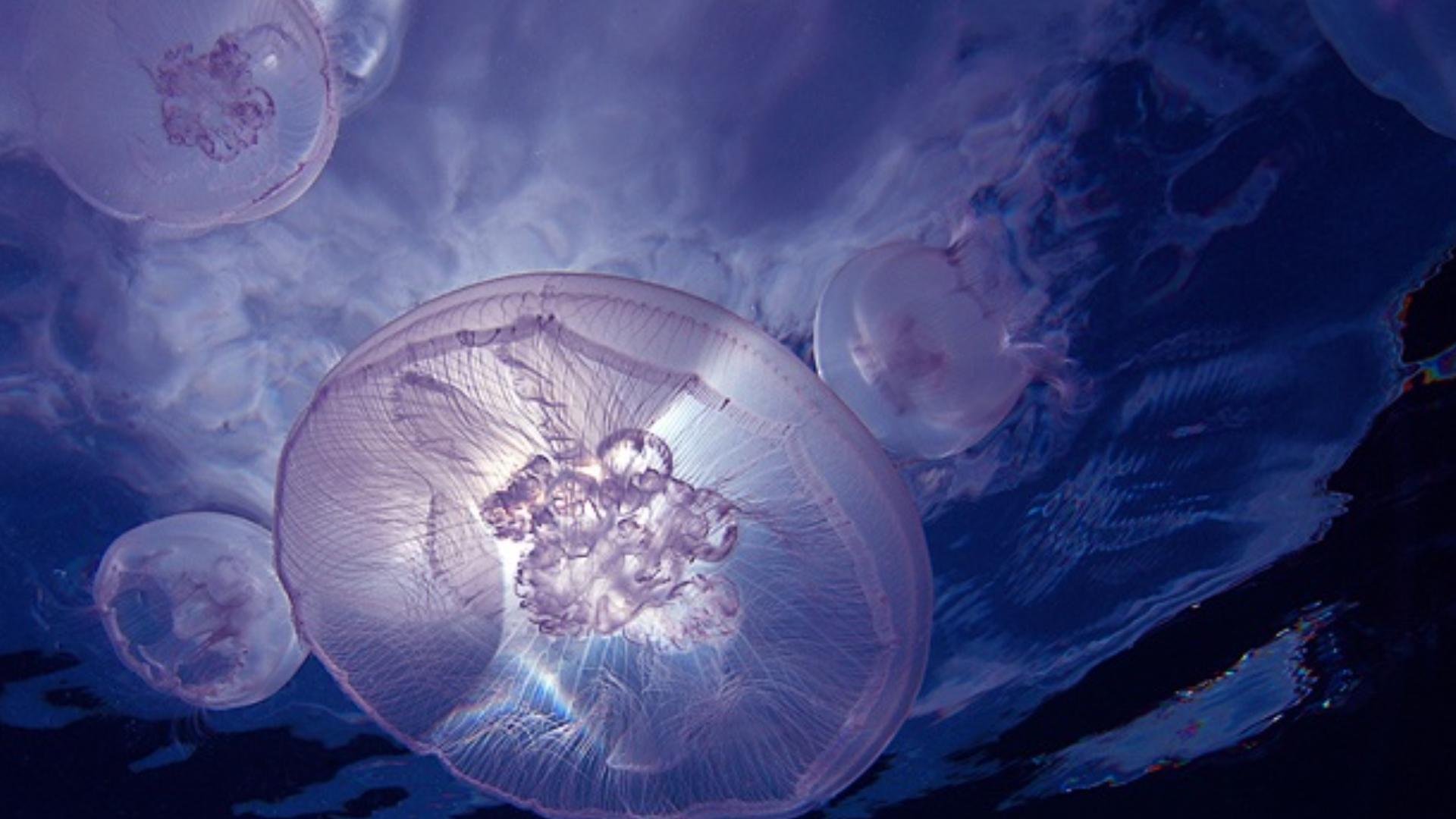 Thousands of moon jellies spotted in water near Texas beaches | khou.com
