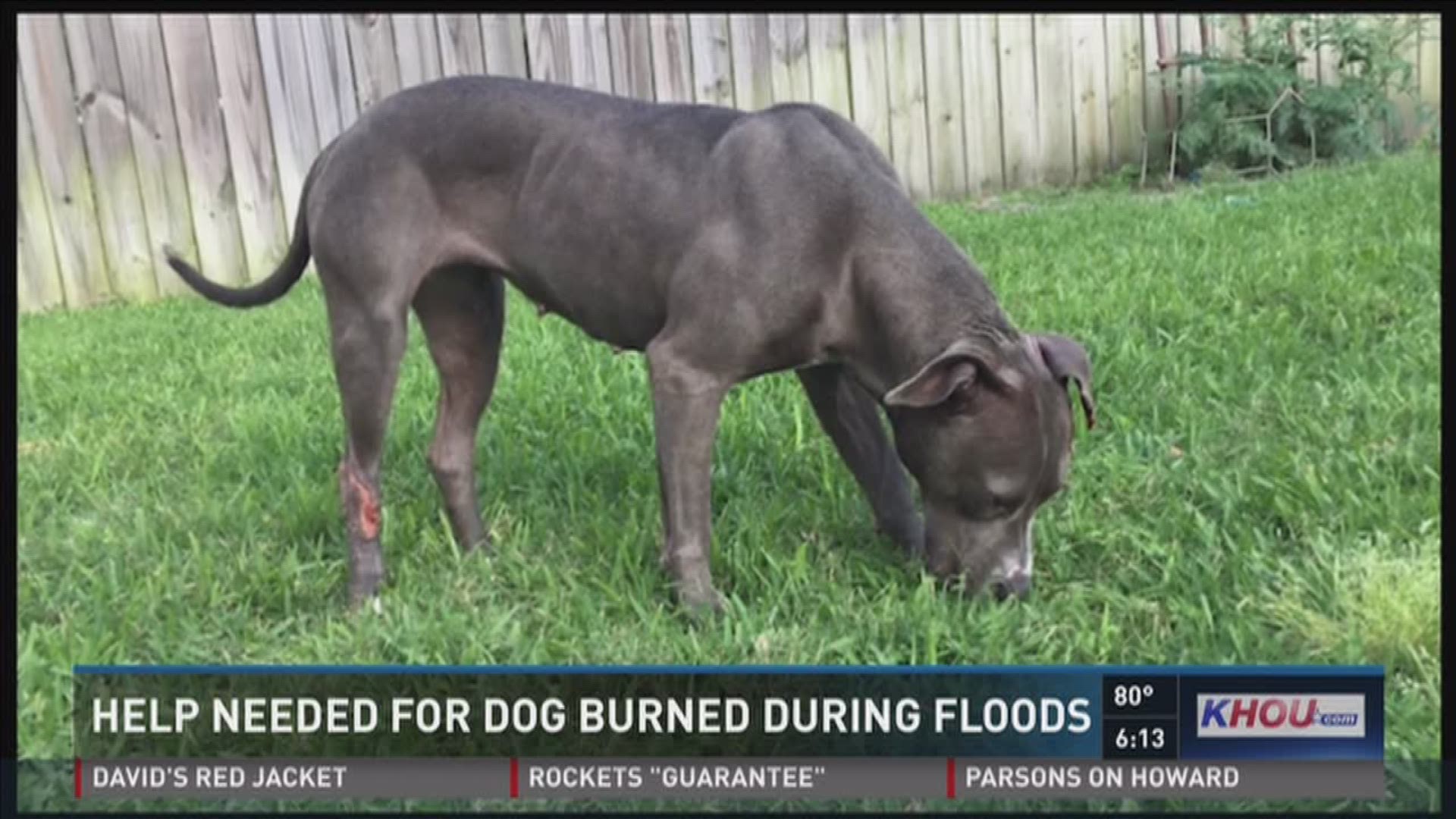 Help needed for dog burned during apartment fire | khou.com