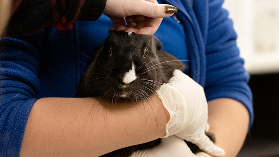 Rescued bunnies will soon be up for adoption at Houston SPCA | khou.com