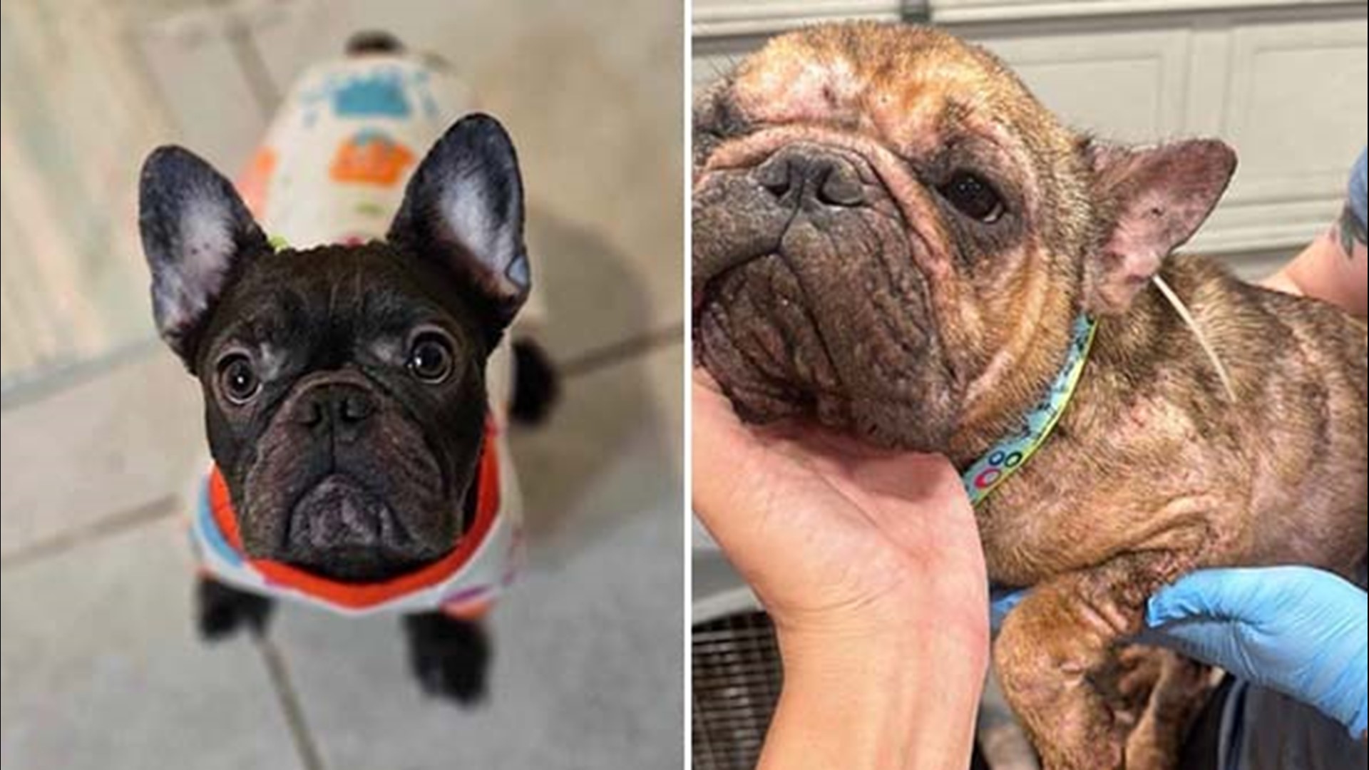 9 French bulldogs, 1 starving dog rescued in Houston | khou.com