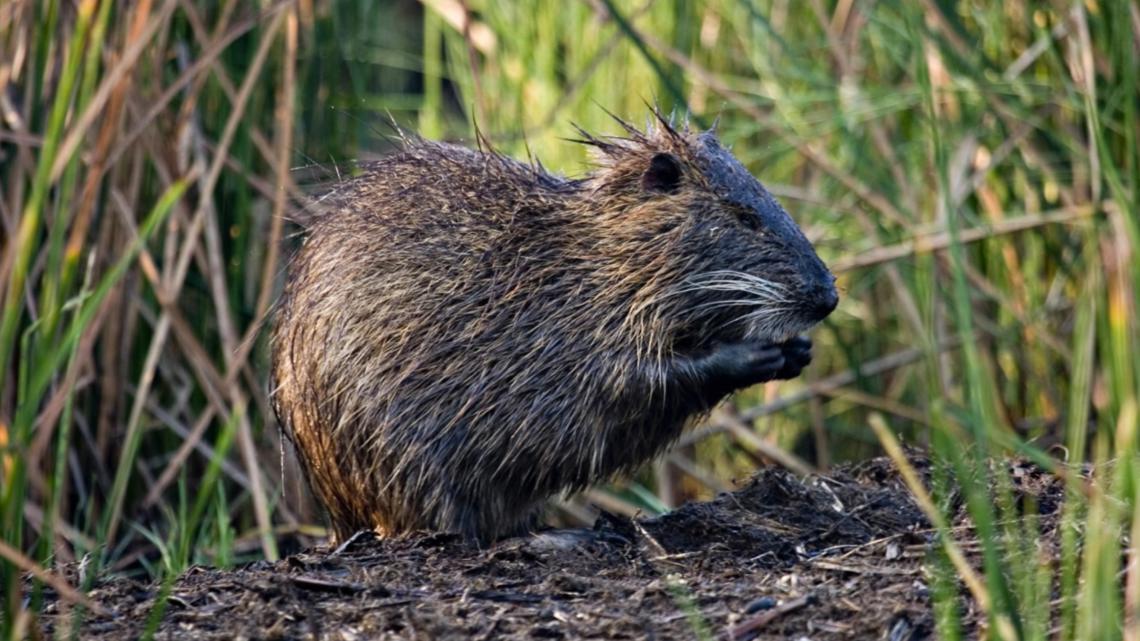 Invasive nutria look like beavers but cause heavy damage to ecosystems ...