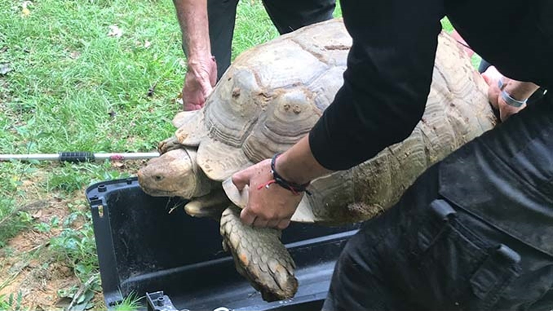 3 big dogs, 4 giant tortoises rescued from Tomball home | khou.com