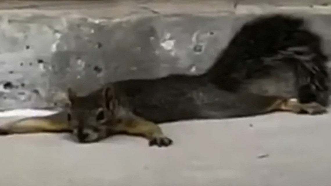 Texas squirrels splooting to cool down | khou.com