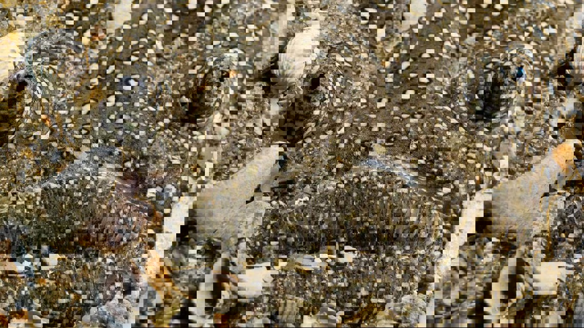 Southern stargazer fish can shock you, Texas Parks & Wildlife warns ...