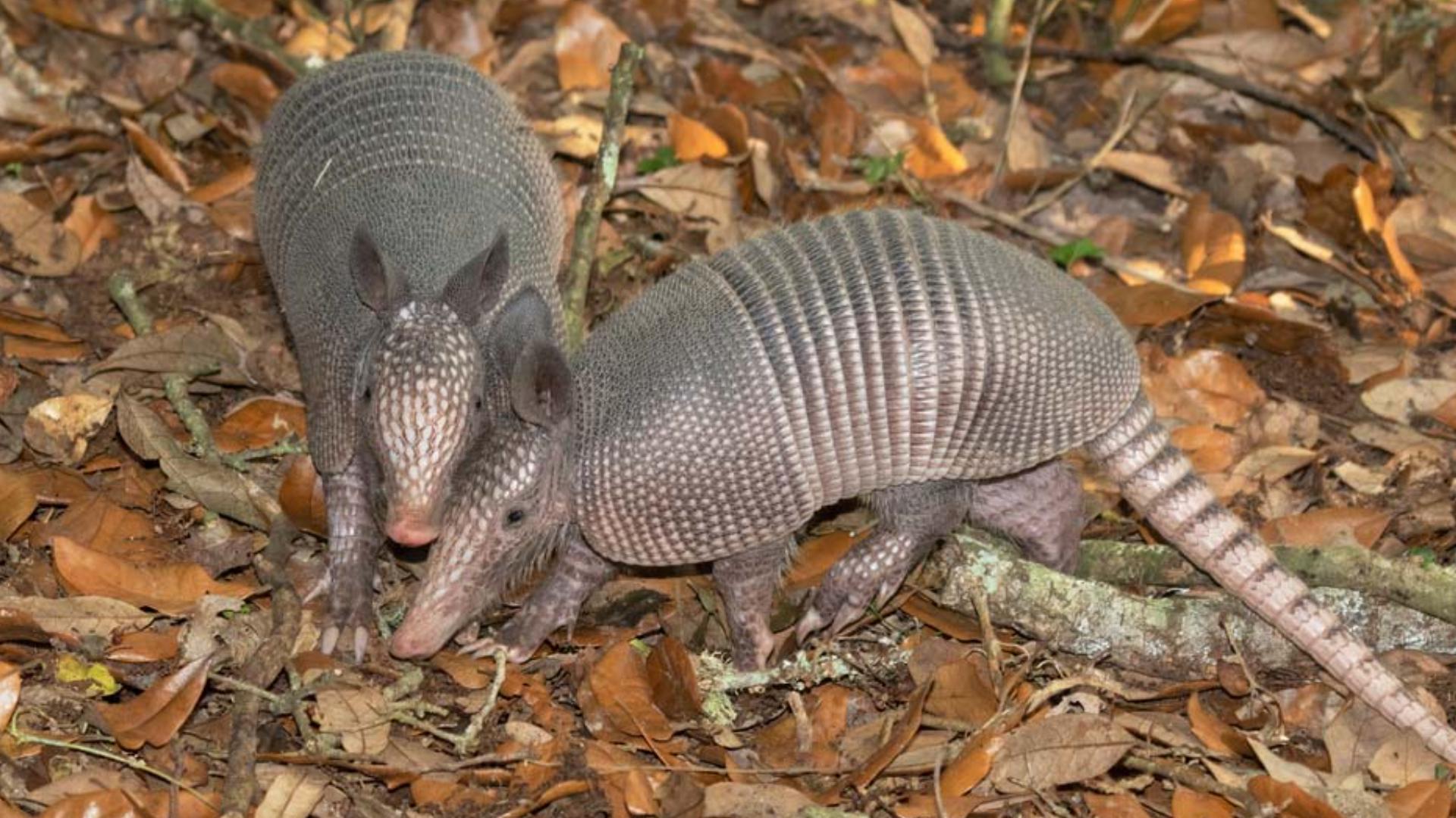 Video: Armadillo quadruplets spotted at Inks Lake State Park | khou.com