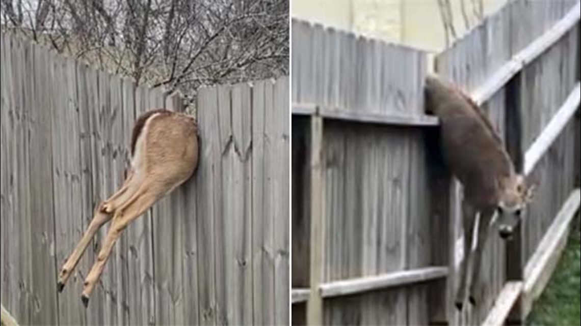 Sienna residents rescue deer stuck on fence | khou.com