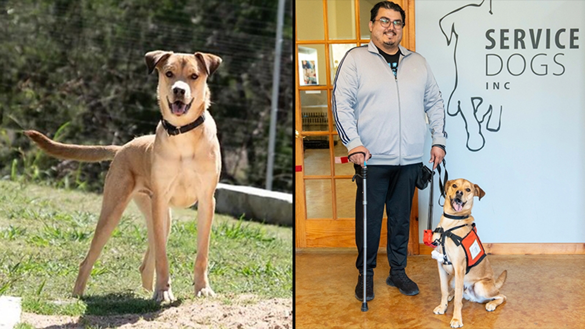 Texas nonprofit rescues shelter dogs, trains them to be service dogs ...