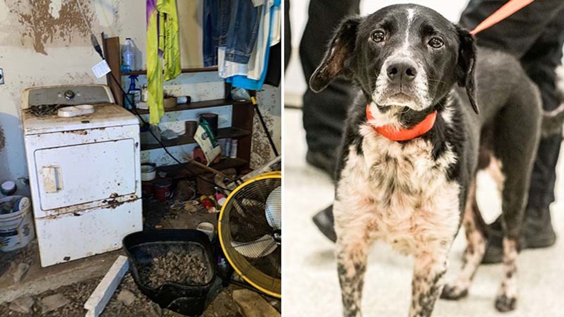 Houston SPCA: Dogs, cats rescued from hoarder's home in Baytown | khou.com