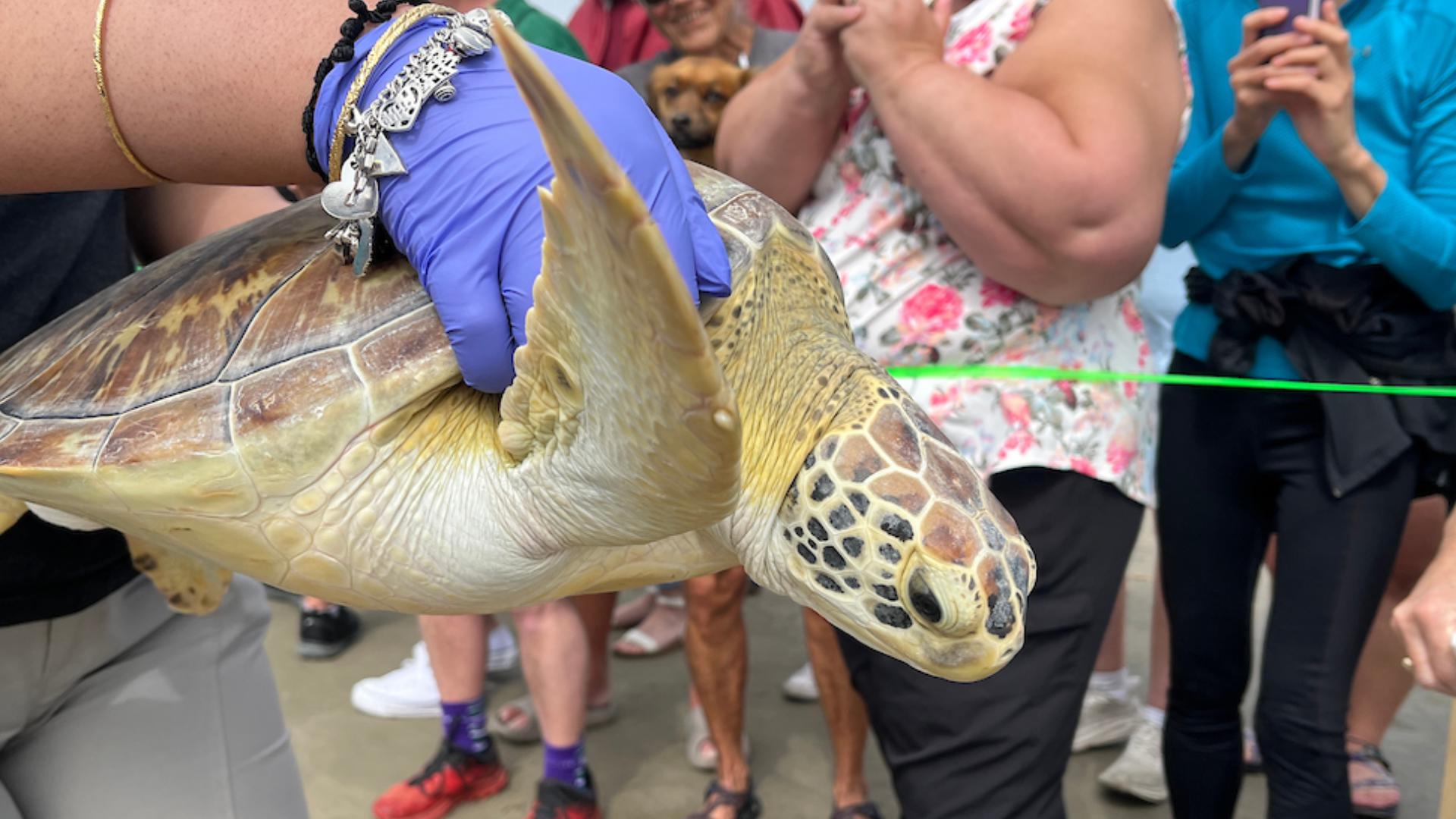 Green sea turtles released into Gulf after months of rehab in Houston ...