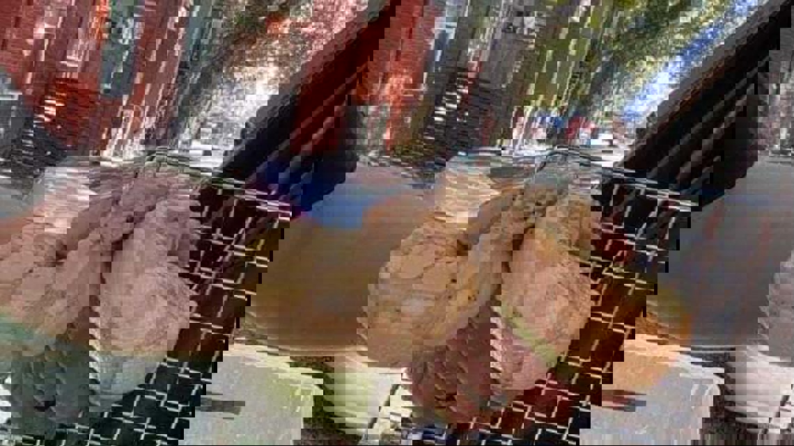 Pet pythons rescued from apartment complex in Houston, Texas | khou.com