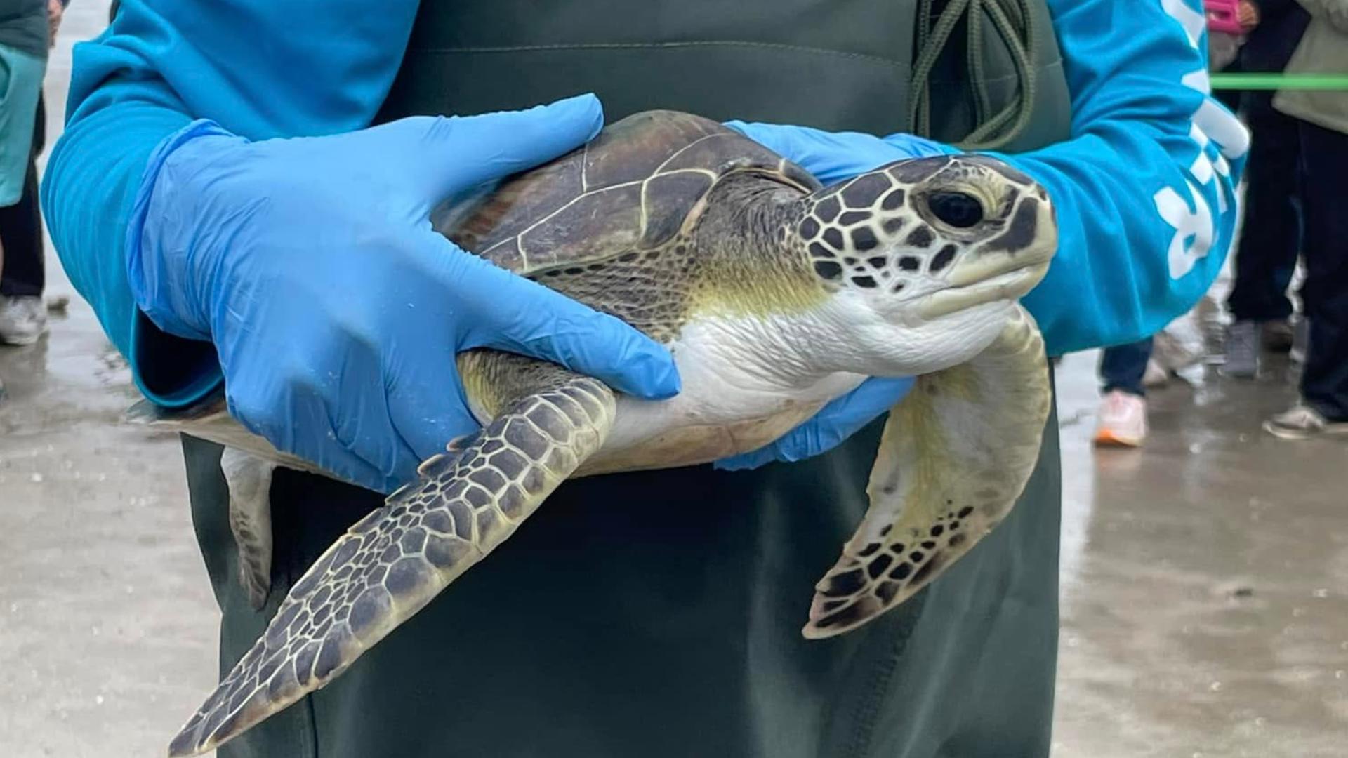 Cold-stunned turtles rescued from Houston-area bays | khou.com