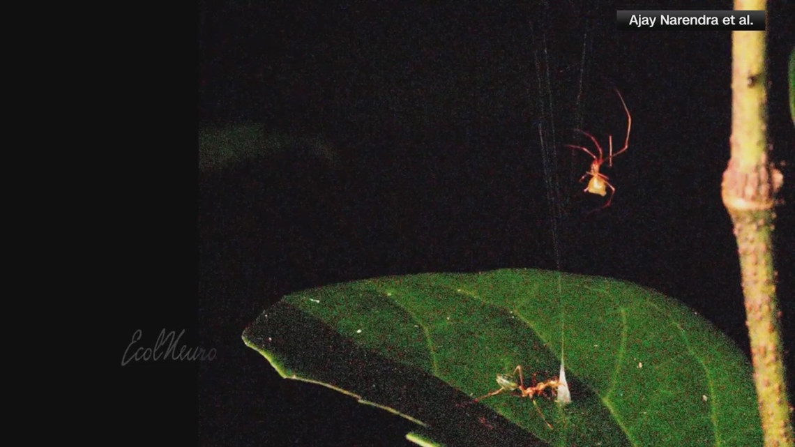 Scientists discover new kind of spider that uses spring loaded silk ...