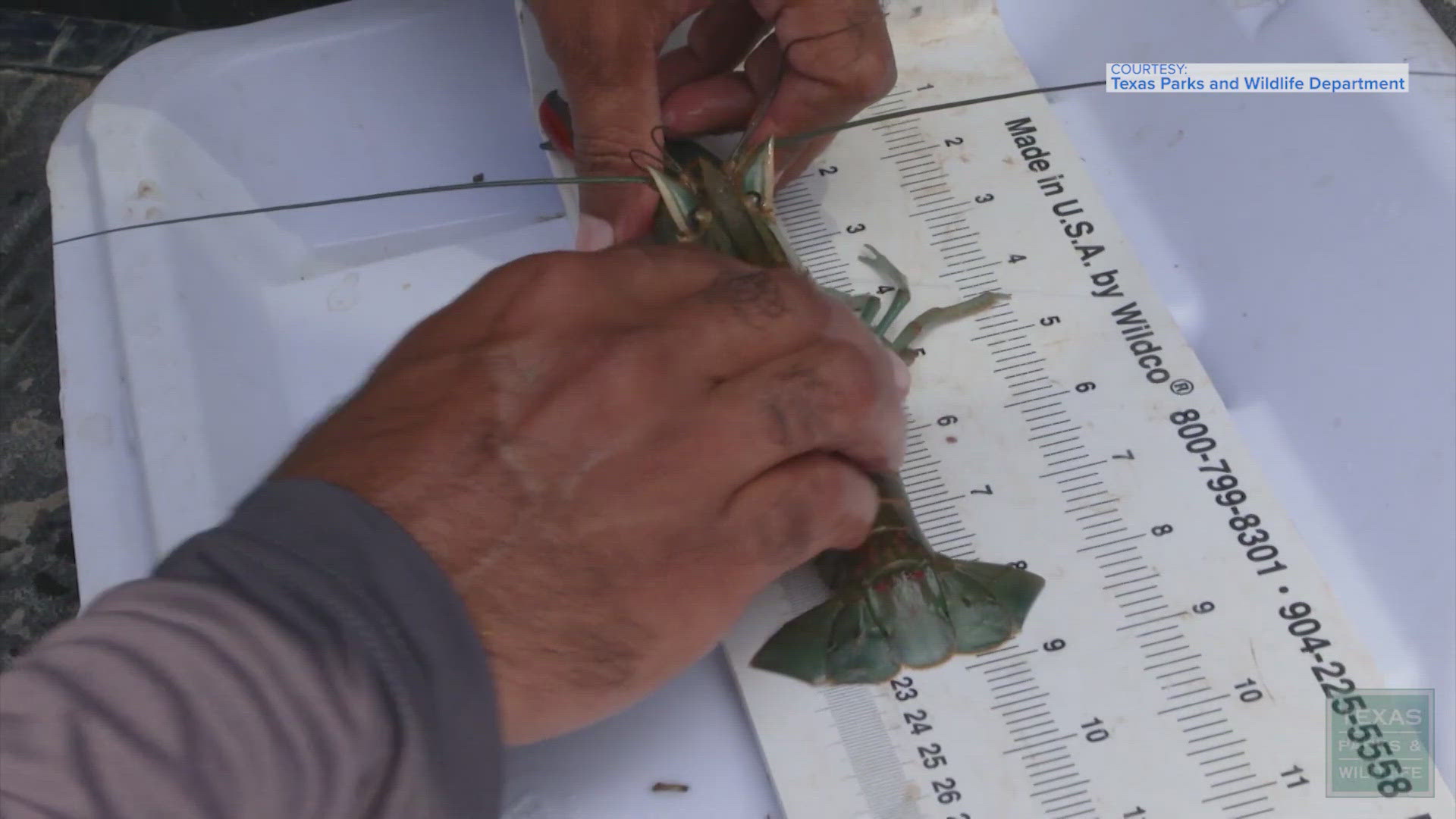 Invasive crayfish discovery raises red flags for Texas wildlife | khou.com