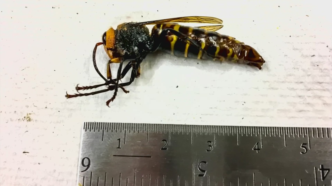 Murder hornets declared eradicated from U.S. | khou.com