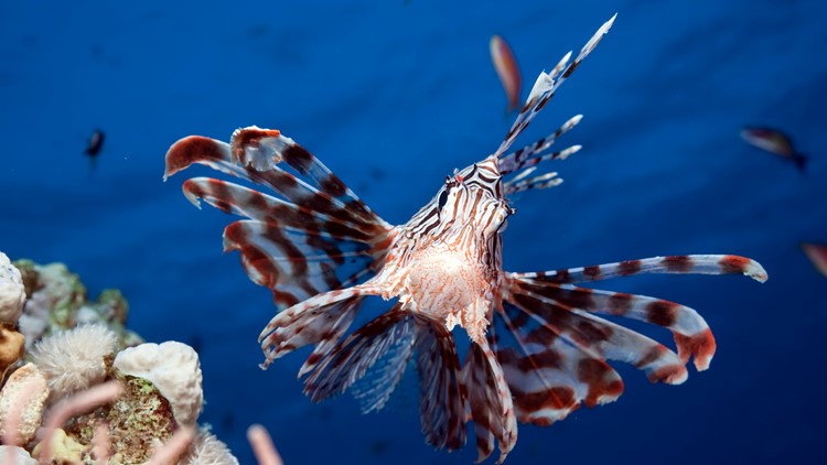 Invasive lionfish found in Gulf of Mexico off Texas coast | khou.com