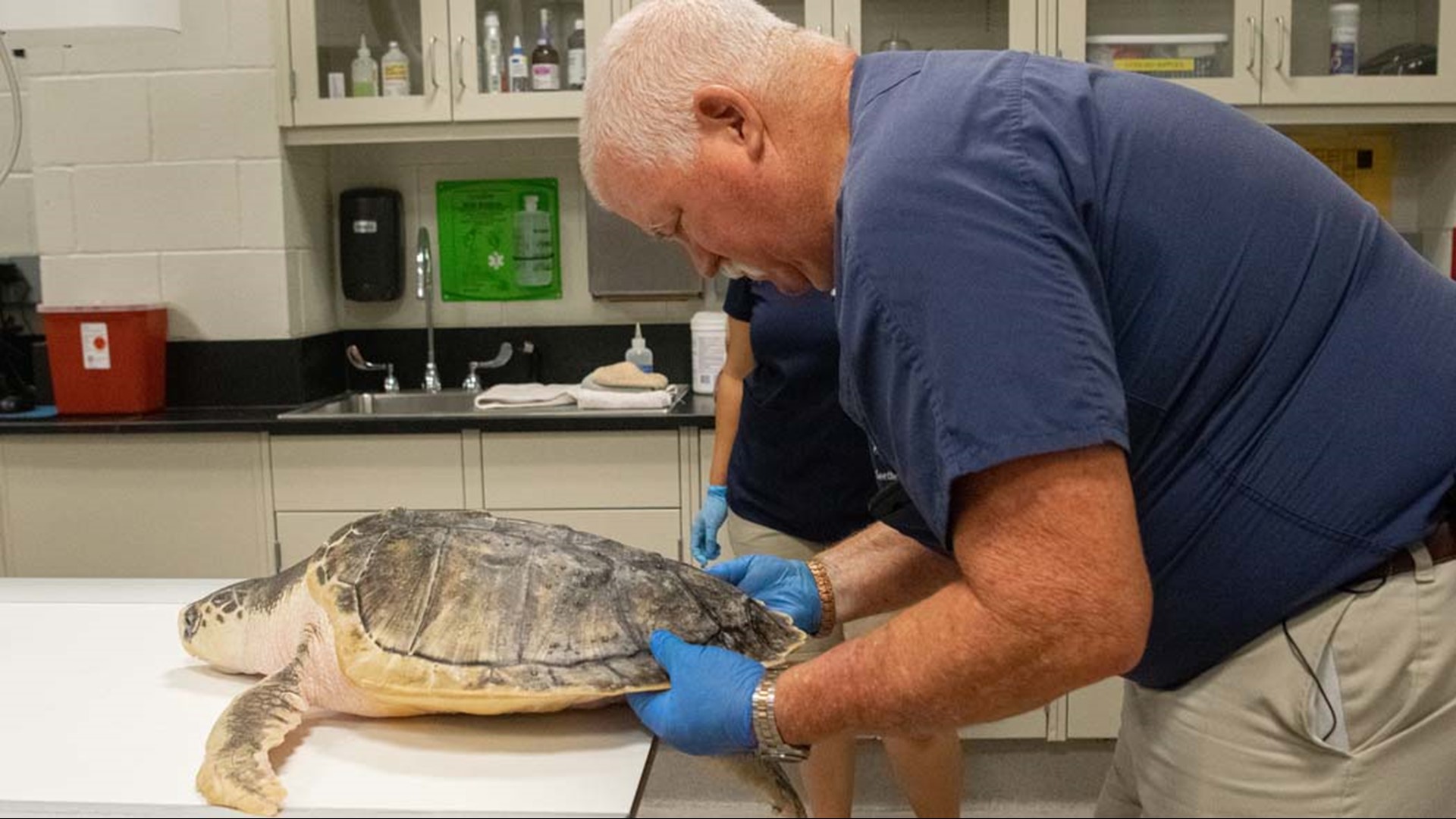 Endangered sea turtle's epic journey from Texas to Wales and back ...