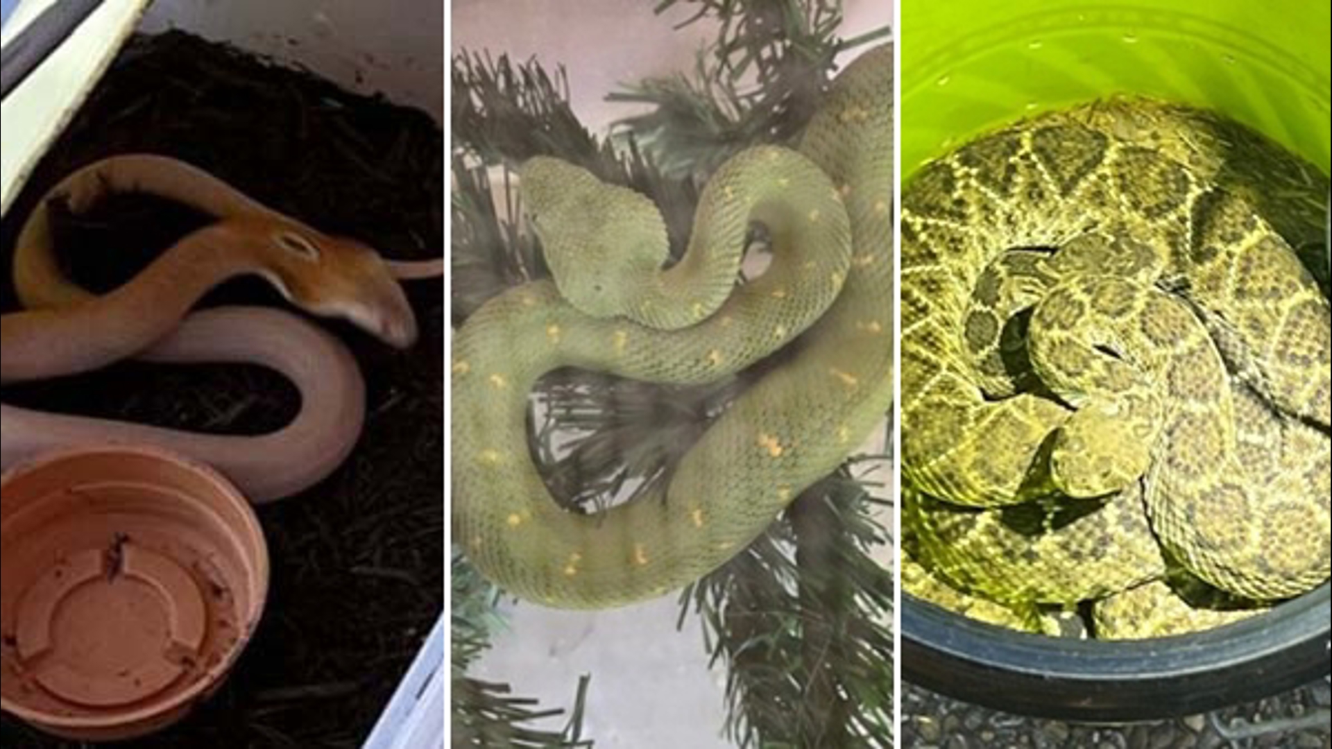 TPWD: Dozens of dangerous snakes seized during Cameron, Texas drug bust ...