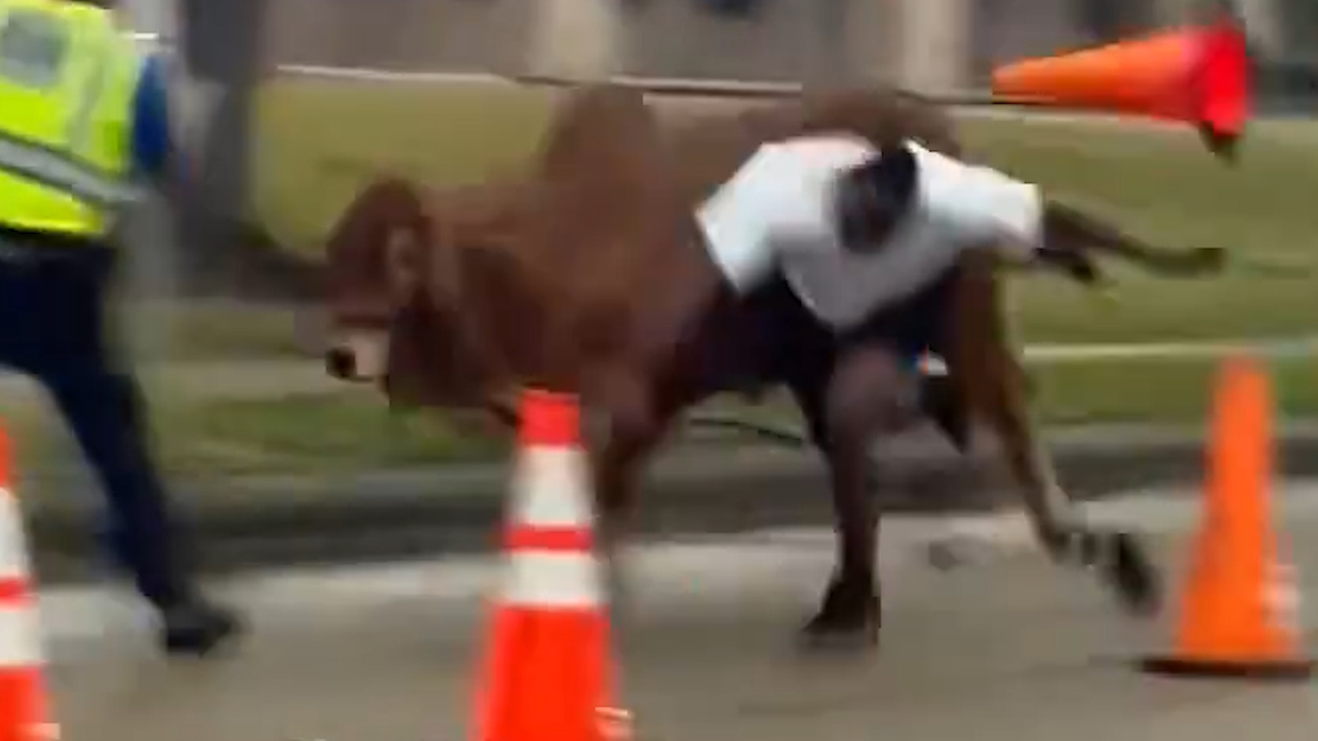 Cow, goat get loose at Houston rodeo | khou.com