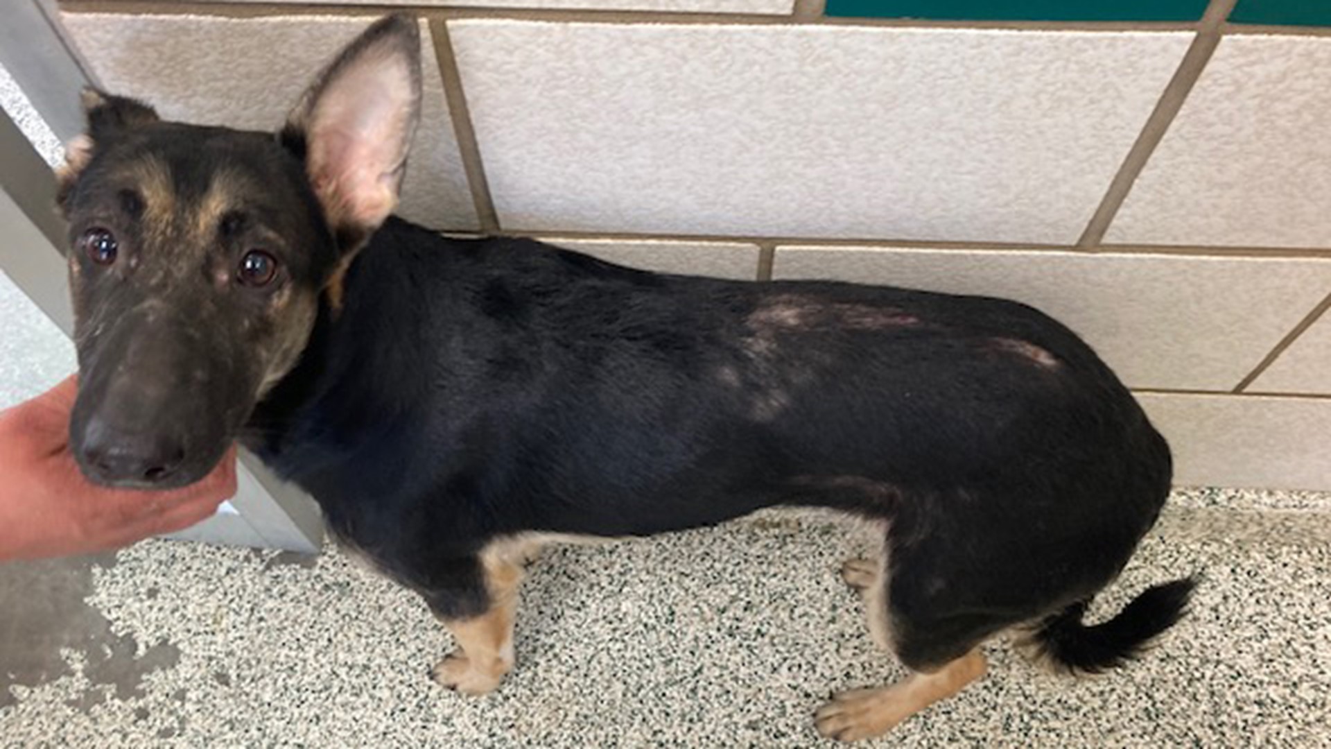 Houston Humane Society rescues more than two dozen dogs in Spring ...