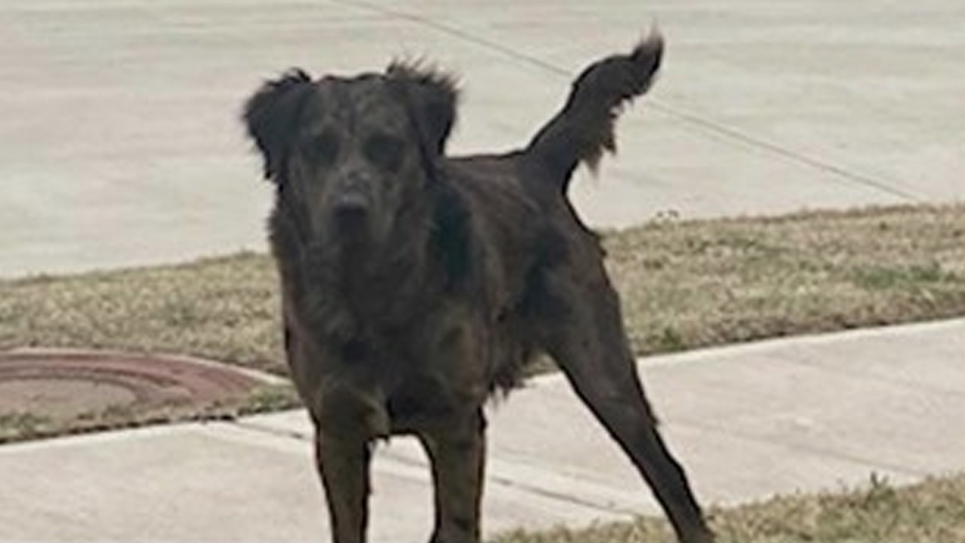 Good Samaritan saves dog named George from the Texas winter storm ...