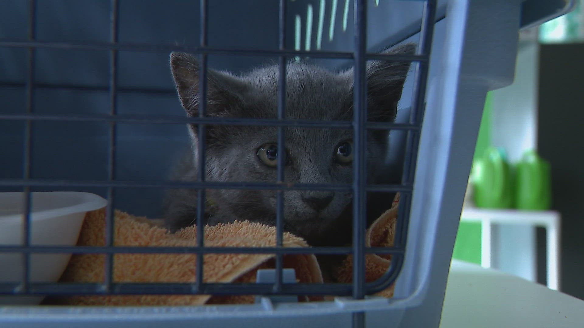 Suspected copper theft puts dozens of shelter animals at risk in ...