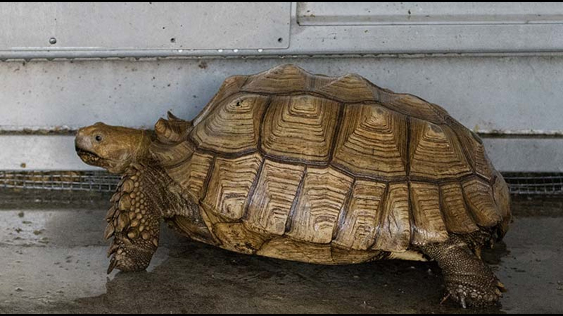 3 big dogs, 4 giant tortoises rescued from Tomball home | khou.com
