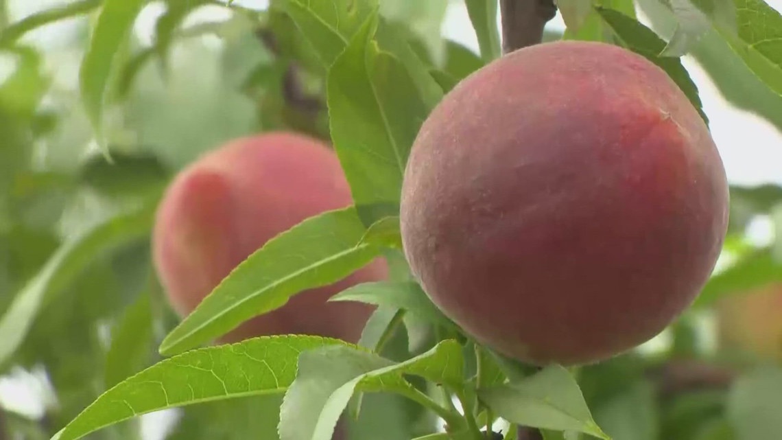 Mild winter means fewer Texas peaches, berries as chill hours fall ...