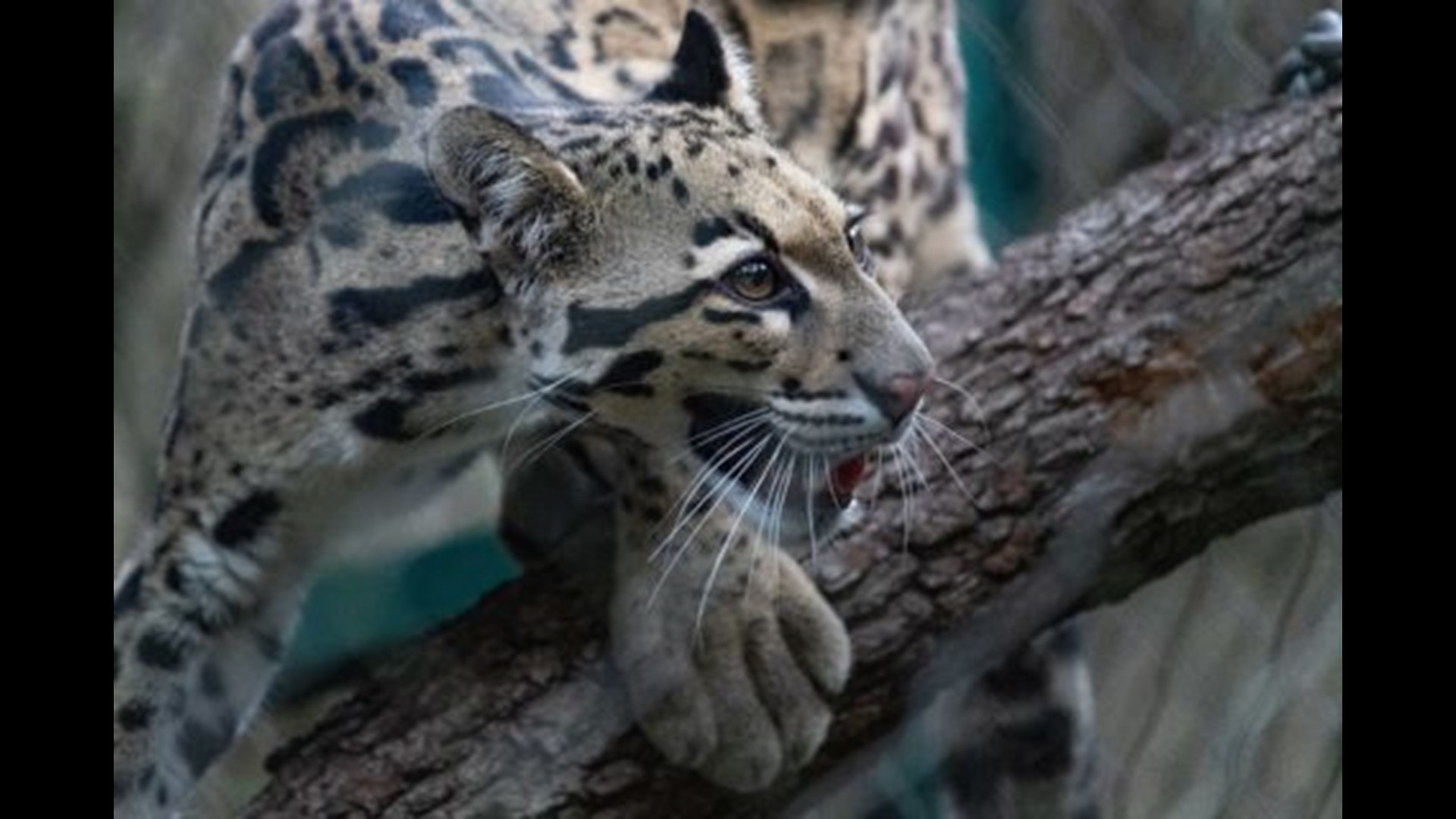 Missing Clouded leopard found, Dallas Zoo says | khou.com