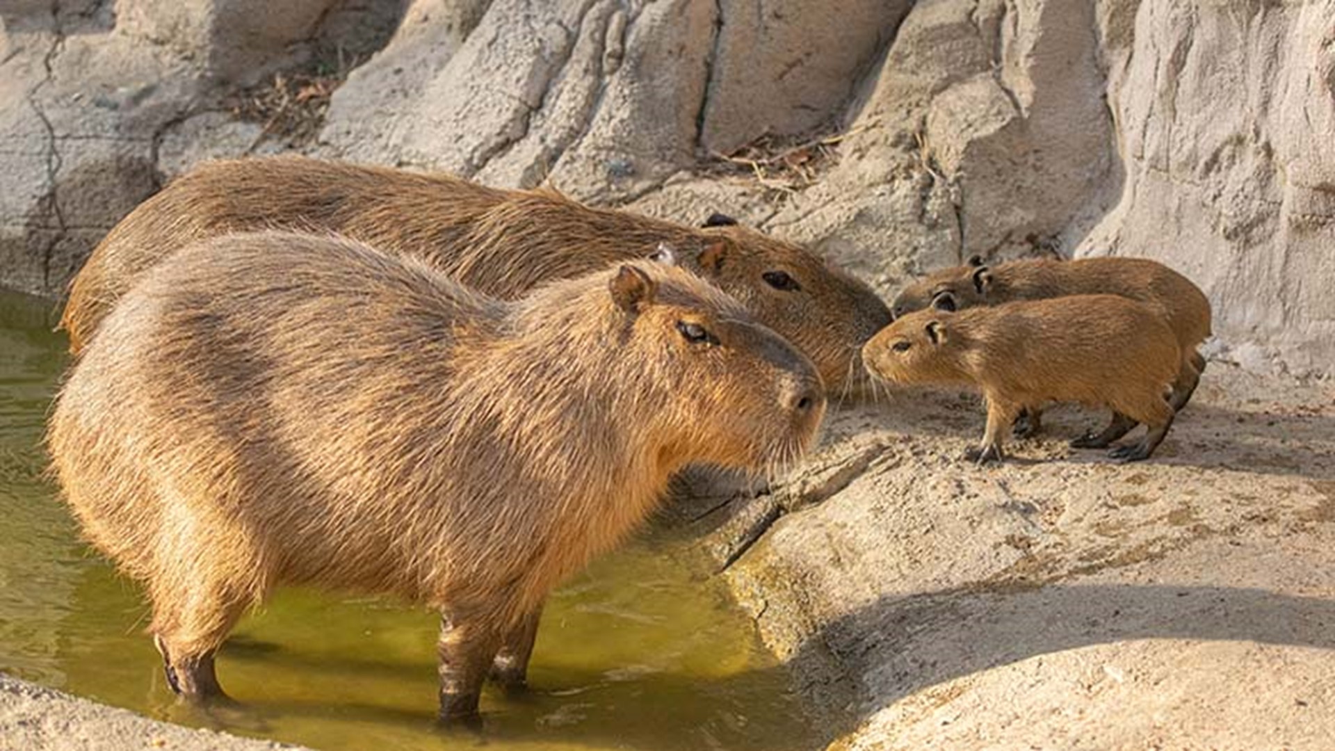Houston Zoo welcomes baby capybaras, world's largest rodent | khou.com