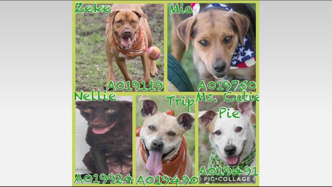 33 dogs at Fort Bend animal shelter are in urgent need of adoption ...