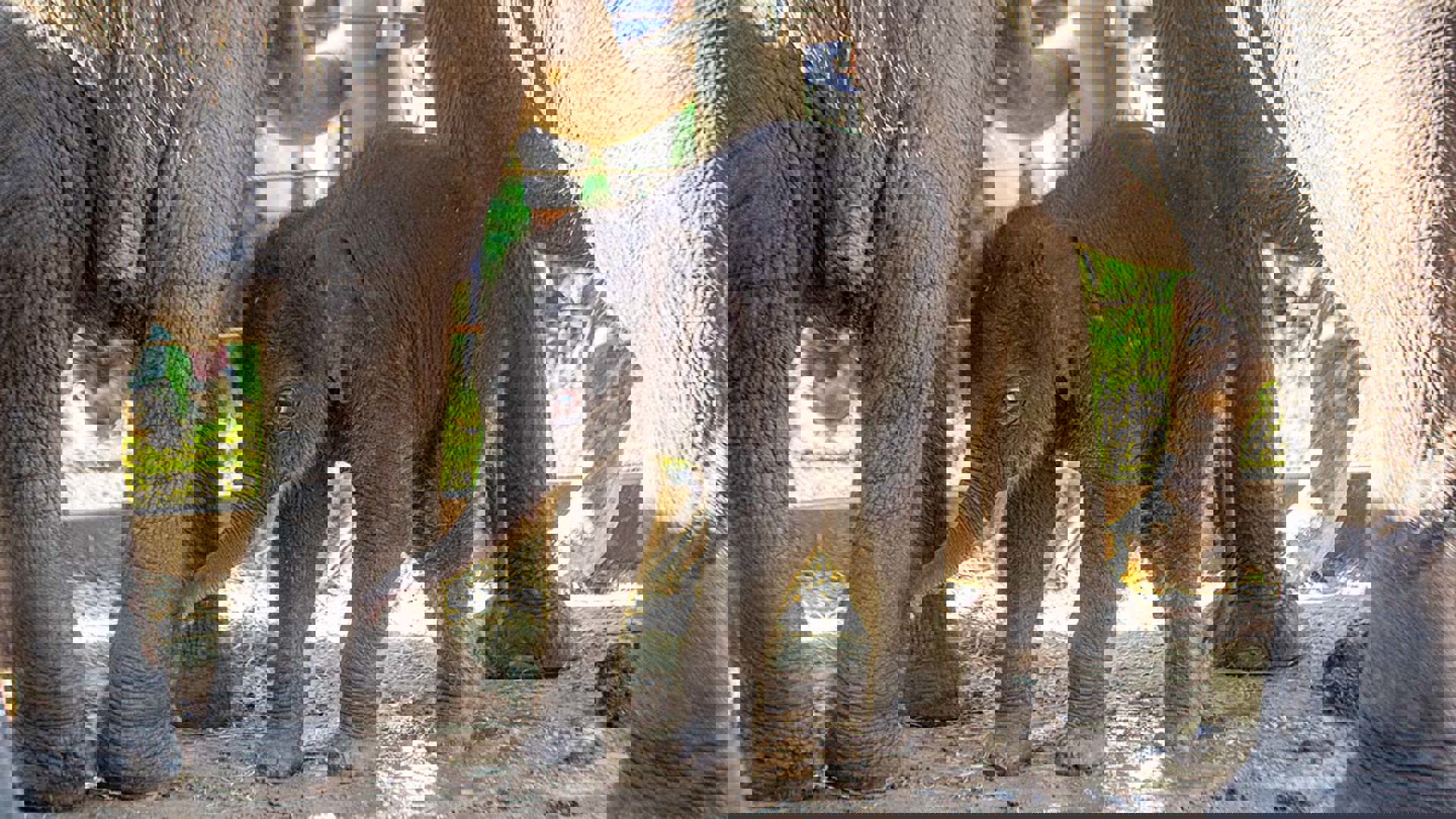 Kirby, the Houston Zoo's baby elephant, becomes internet star | khou.com