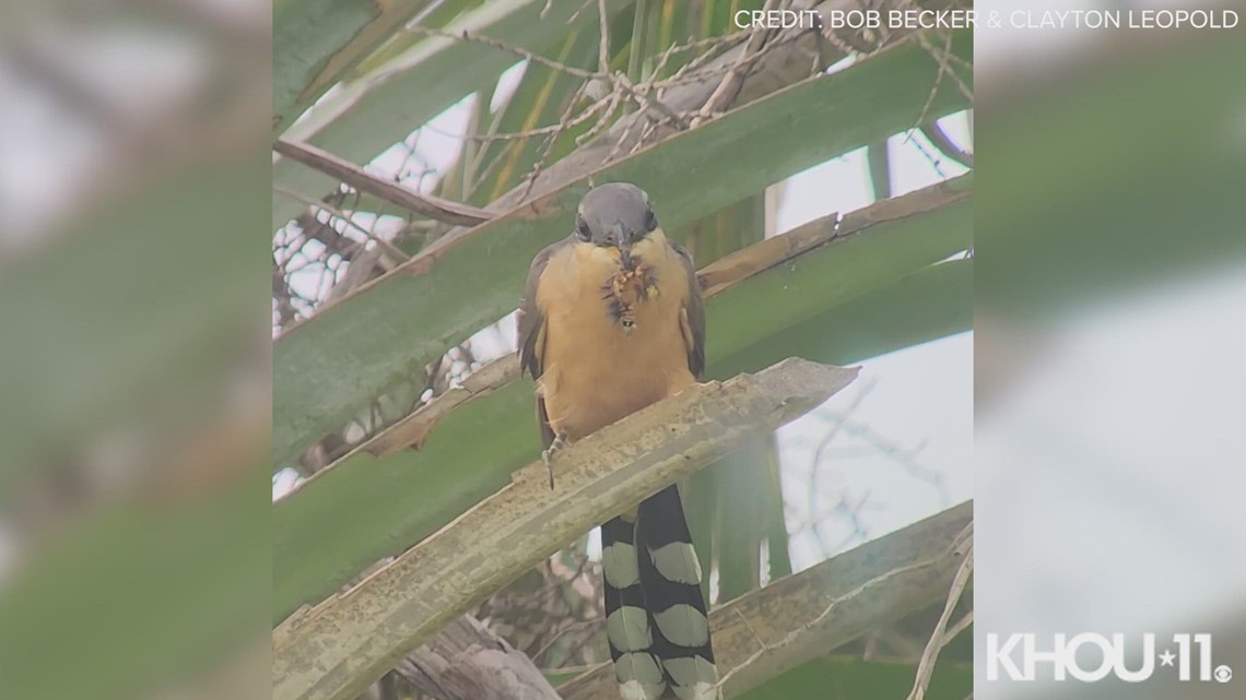 Mangrove Cuckoo spotted in Galveston, Texas | khou.com