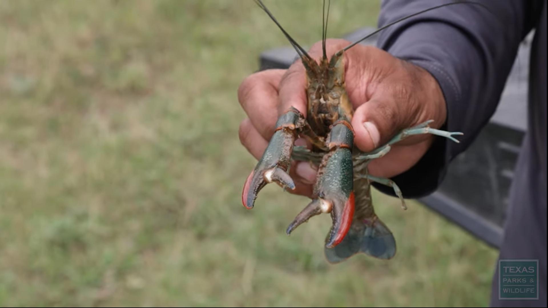 Scientists monitor invasive Australian crayfish threat in Texas | khou.com
