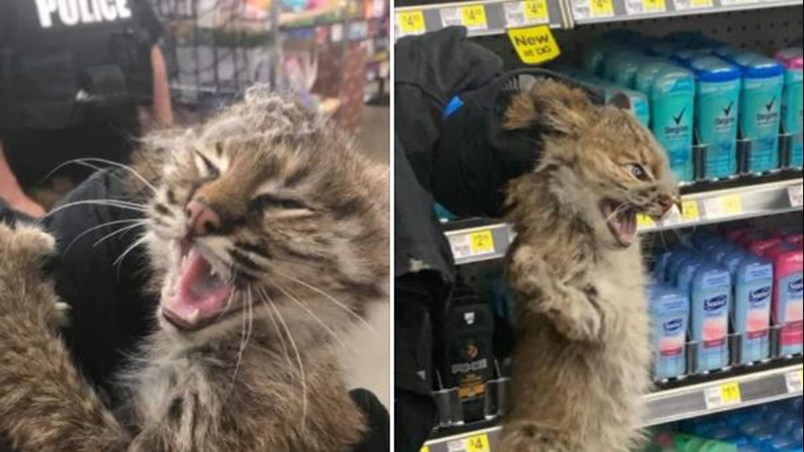 Bobcat fighting mad after being removed from Dollar General store ...