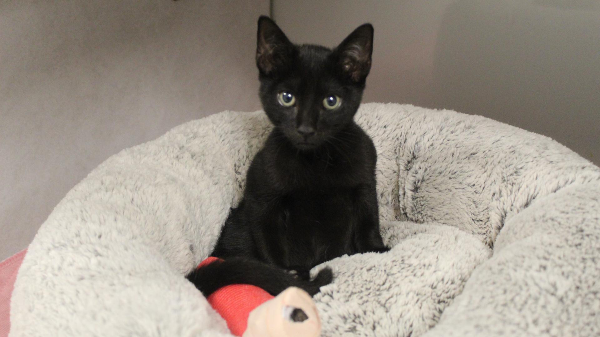 Woman charged with animal cruelty after kitten dumped, run over in ...