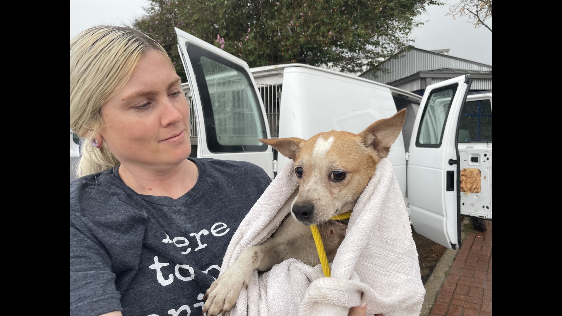 47 dogs rescued from abandoned home in San Jacinto County | khou.com