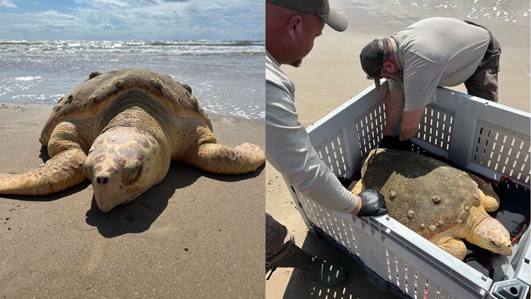 Endangered loggerhead sea turtle rescued off Texas beach | khou.com
