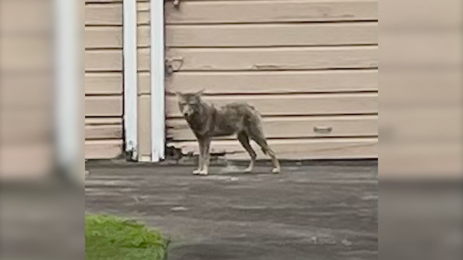 Coyote sightings spike in Houston's Montrose neighborhood | khou.com