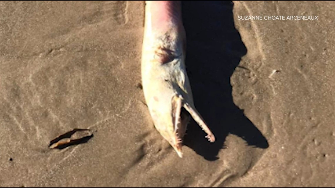 Woman finds strange dead creature along Crystal Beach | khou.com
