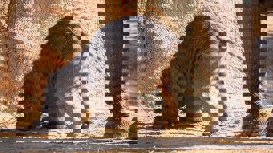 Kirby, the Houston Zoo's baby elephant, becomes internet star | khou.com