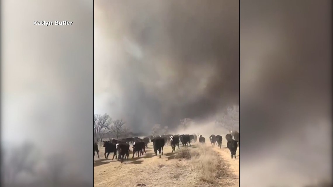 Wildfire in Texas Panhandle: Thousands of cattle have died | khou.com