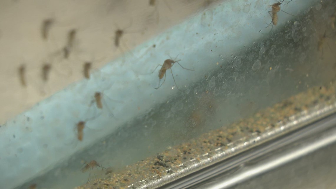 Experts predict busy mosquito season | khou.com