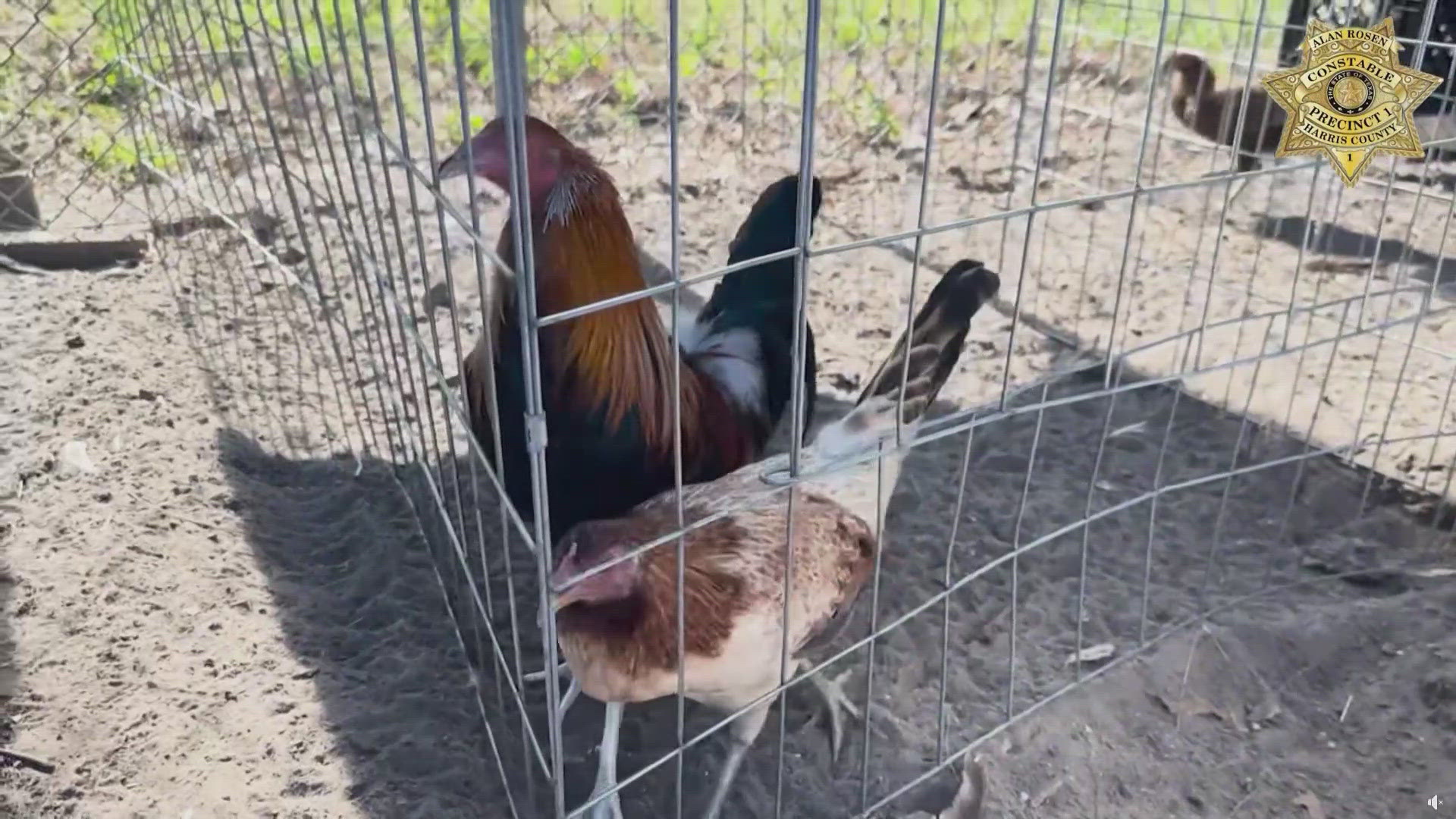 Chickens rescued from suspected Houston cockfighting ring | khou.com