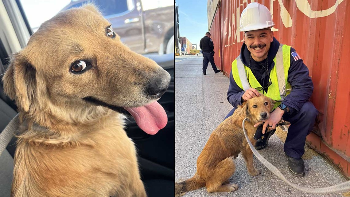 Connie the Container Dog and puppies adopted | khou.com
