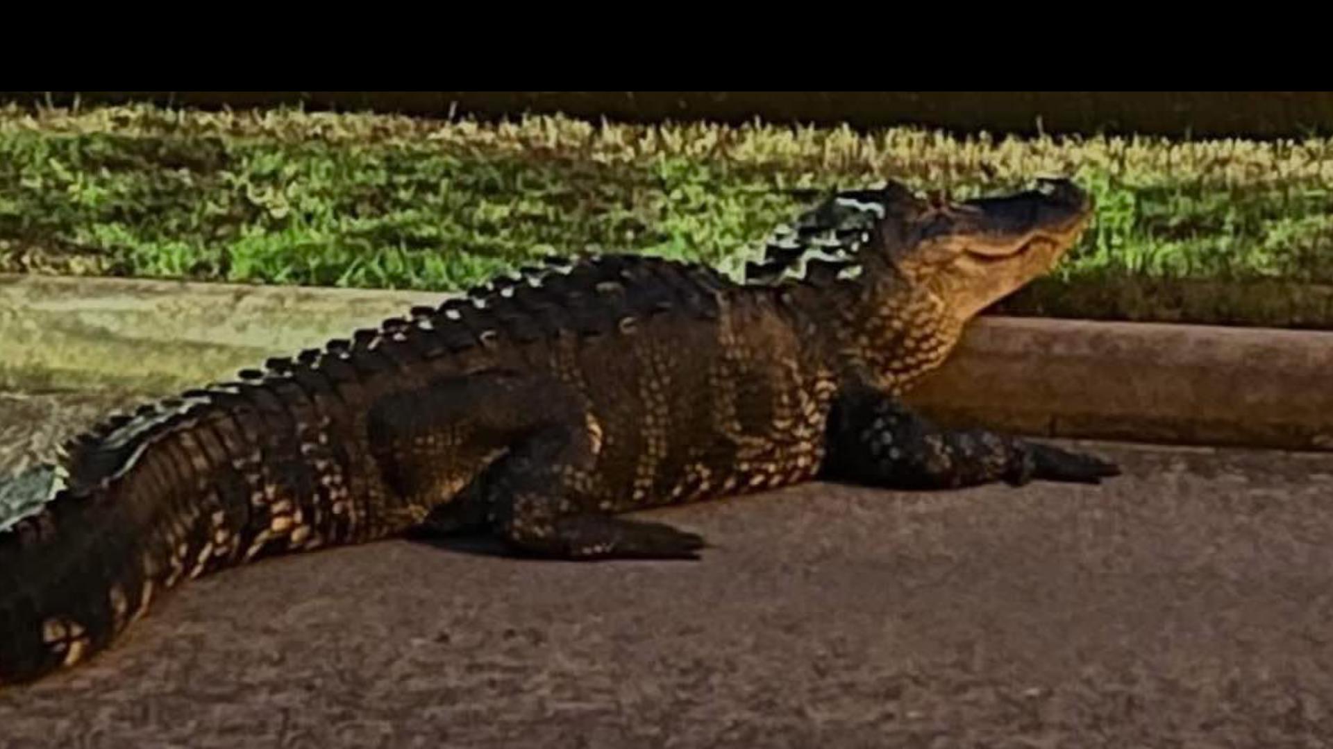 Another gator spotted in Sienna, this time right outside an elementary ...