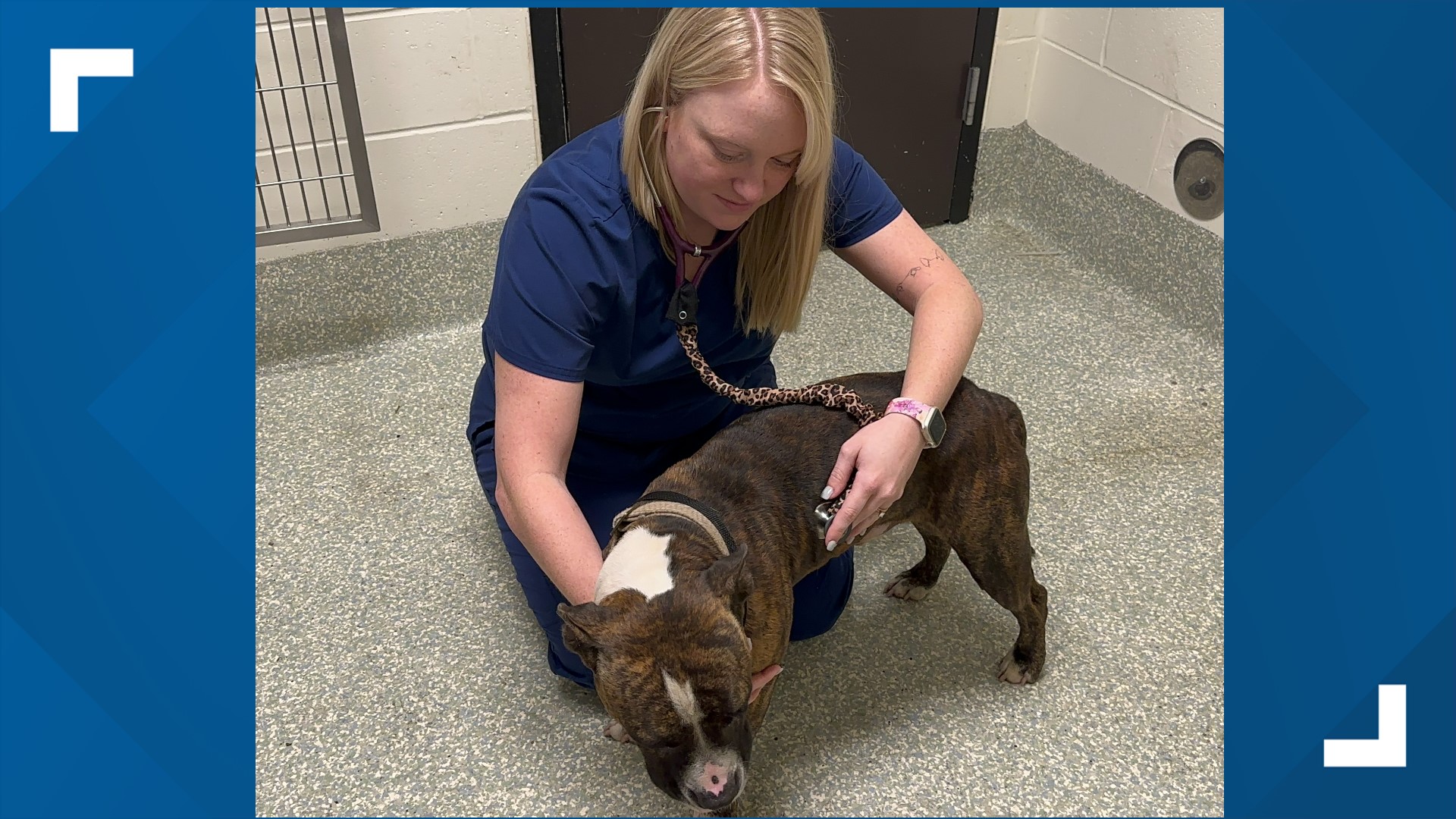 Dog rescued from heat in Houston area | khou.com