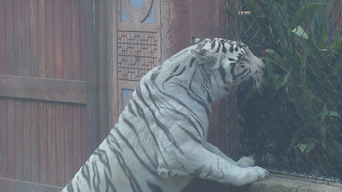Houston Aquarium bids farewell to beloved white tiger Reef after 20 ...