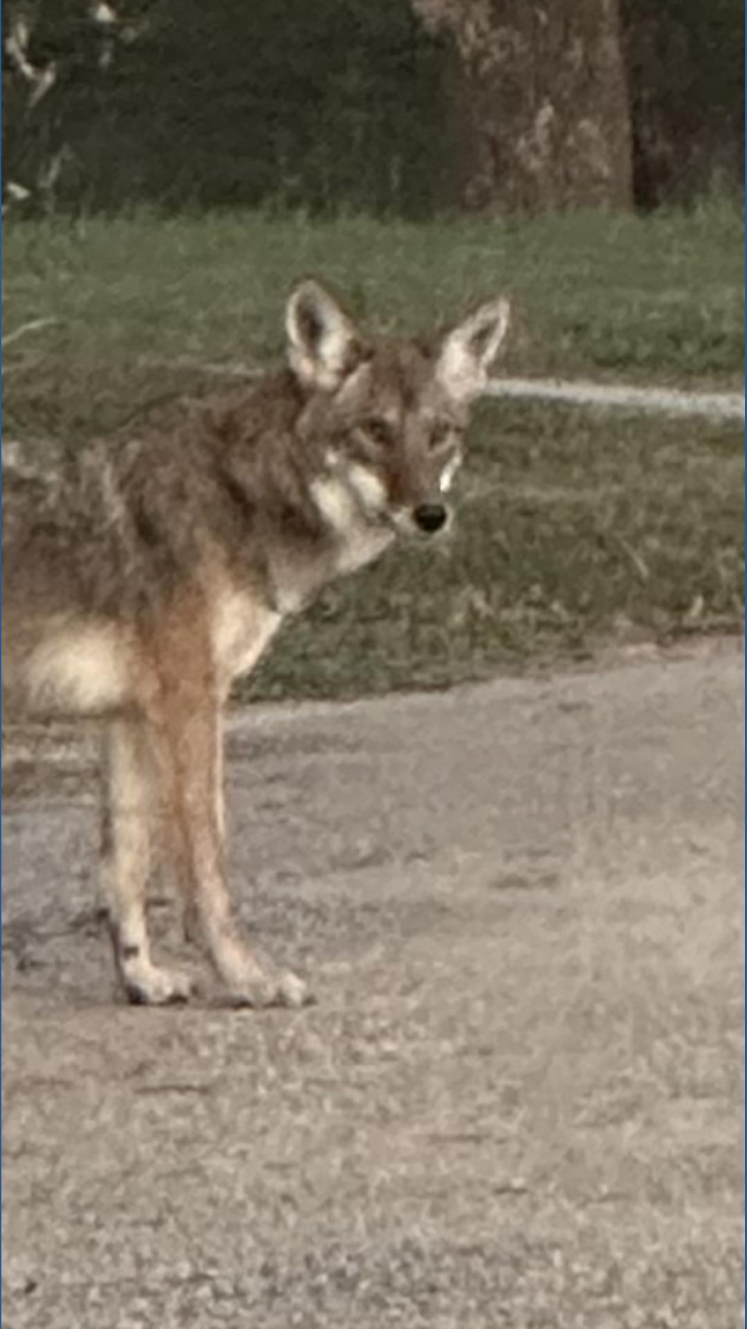 Coyote sightings near Houston trail raise new safety questions | khou.com