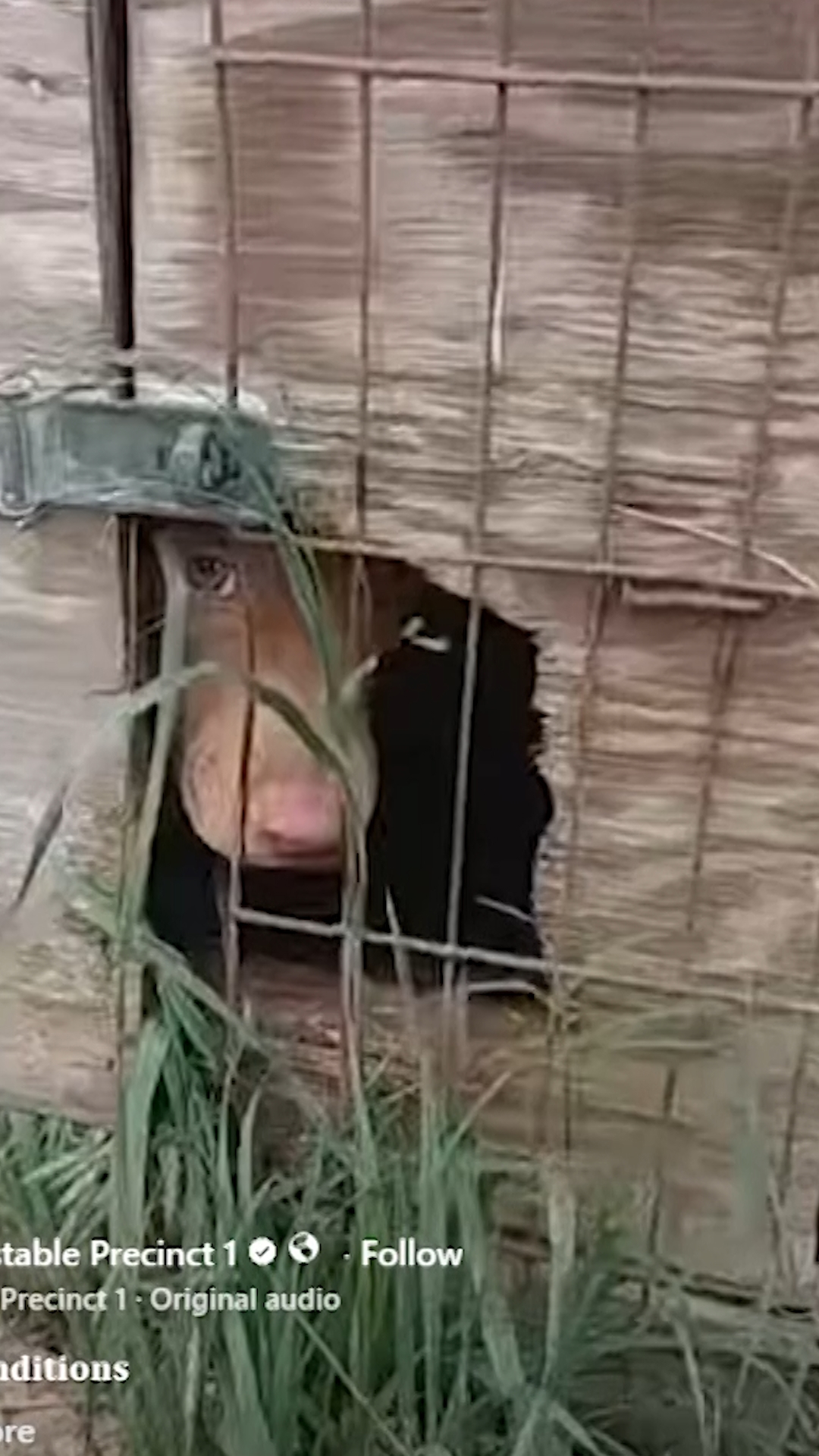18 dogs rescued from alleged cruel conditions in Humble | khou.com