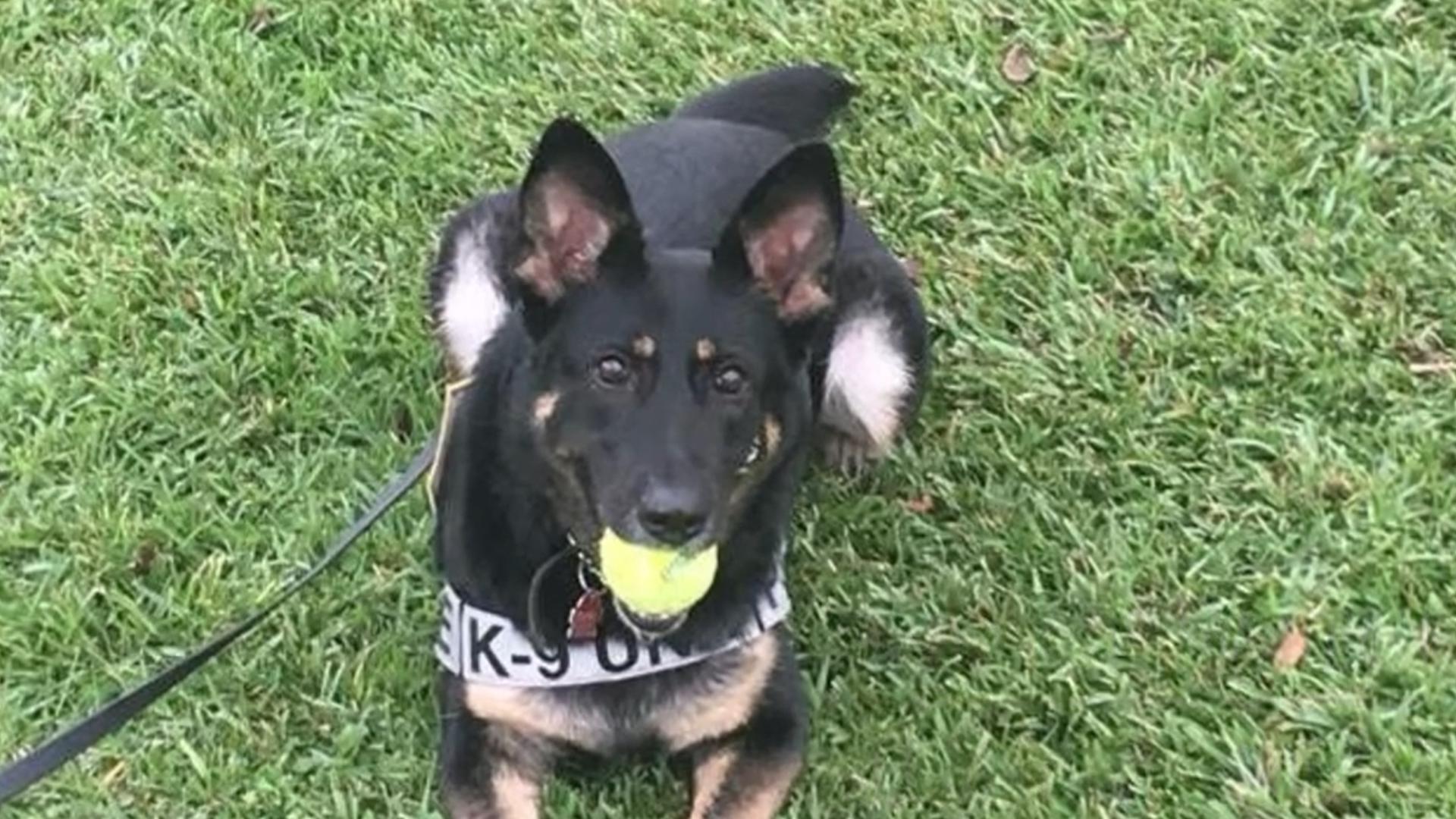 Fort Bend mourns the loss of K-9 officer Bella | khou.com